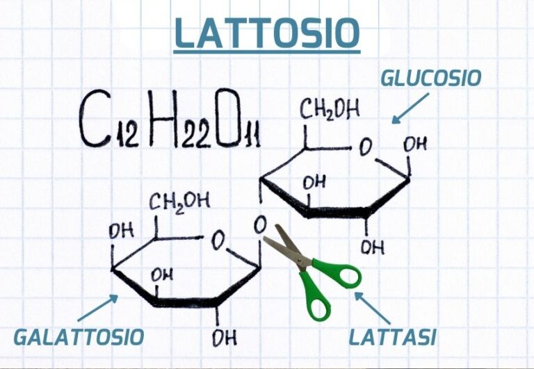 Cosa è la lattasi? - LATTASI PLUS